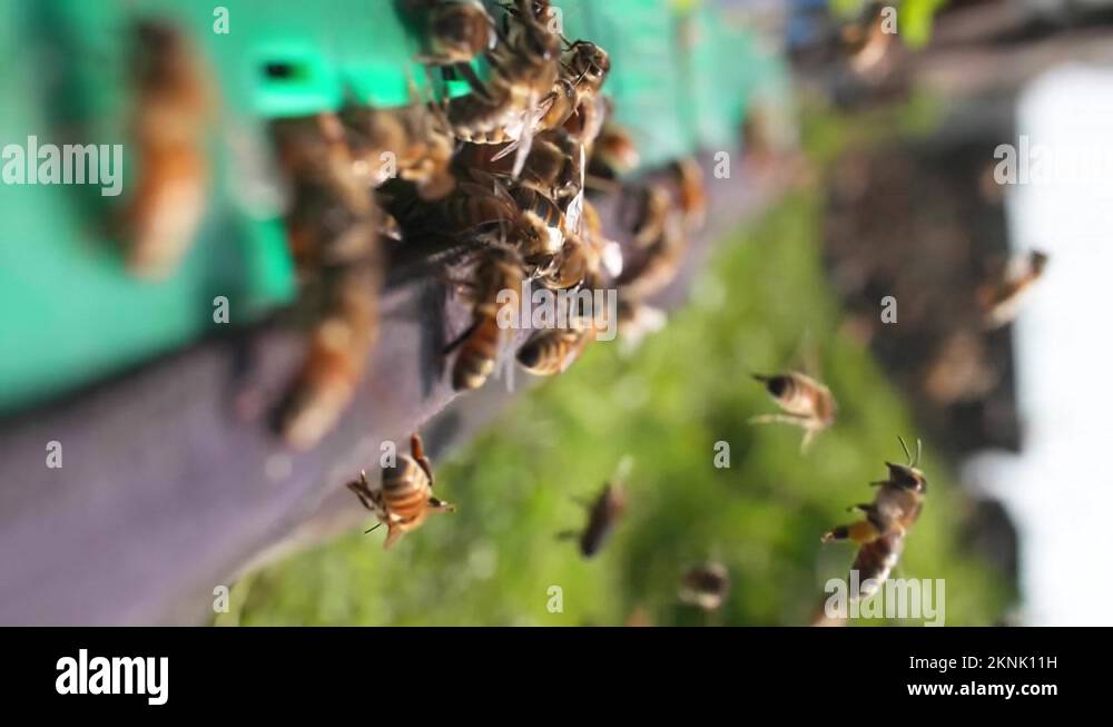 Vertical insect farm Stock Videos & Footage - HD and 4K Video Clips - Alamy