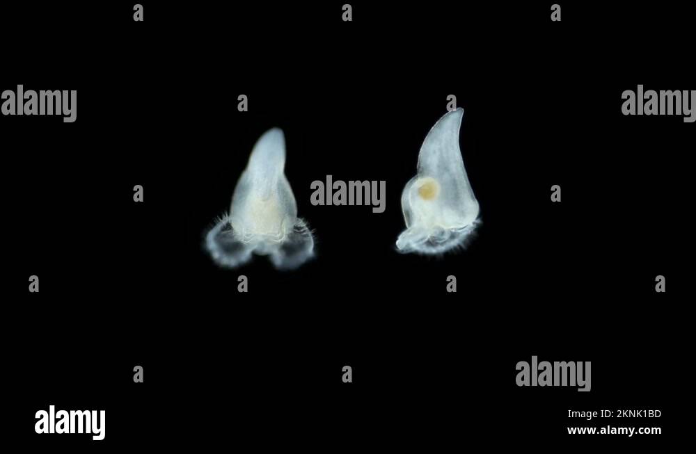 Larva sea snail under a microscope, called veliger, class Gastropoda, a ...