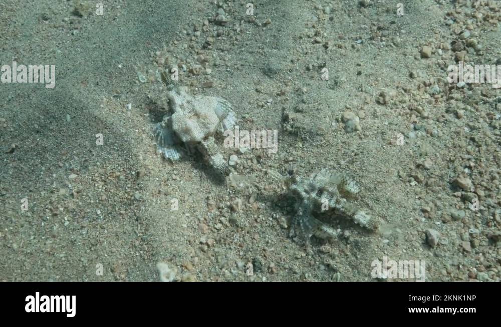 Pair of Seamoth moves on the sandy bottom in shallow water in sun rays ...