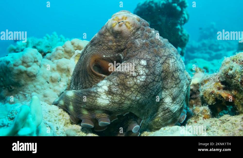 Big red Octopus sits on the coral reef on blue water background. Common ...