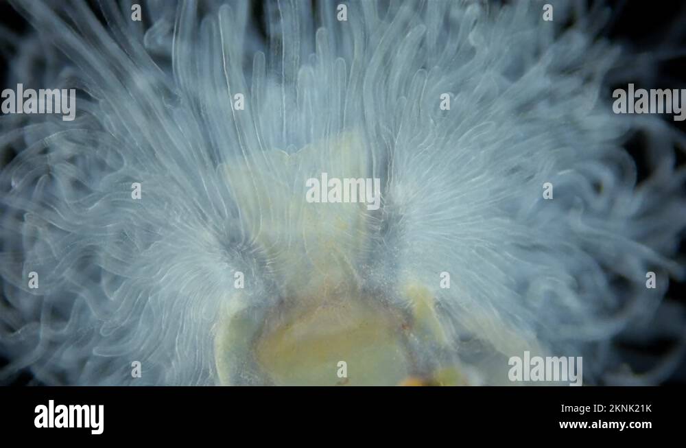 Worm Polychaeta of family Terebellidae under the microscope, phylum ...