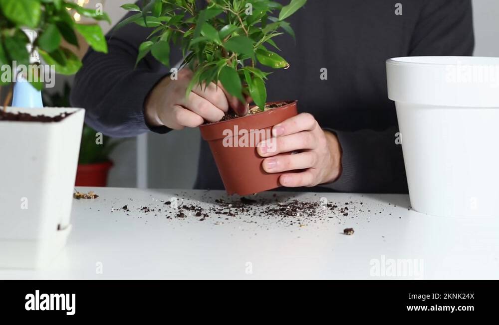 Plants grow out old Stock Videos & Footage - HD and 4K Video Clips - Alamy