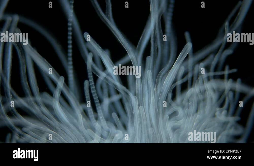 Worm Polychaeta of family Terebellidae under the microscope, phylum ...