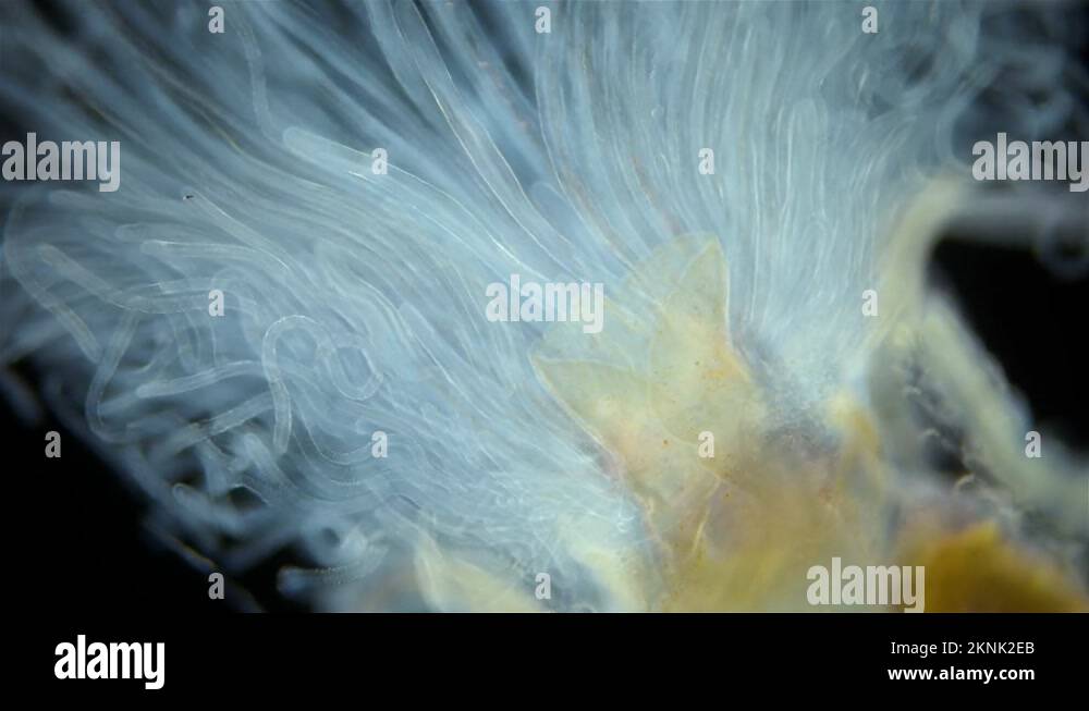 Worm Polychaeta of family Terebellidae under the microscope, phylum ...