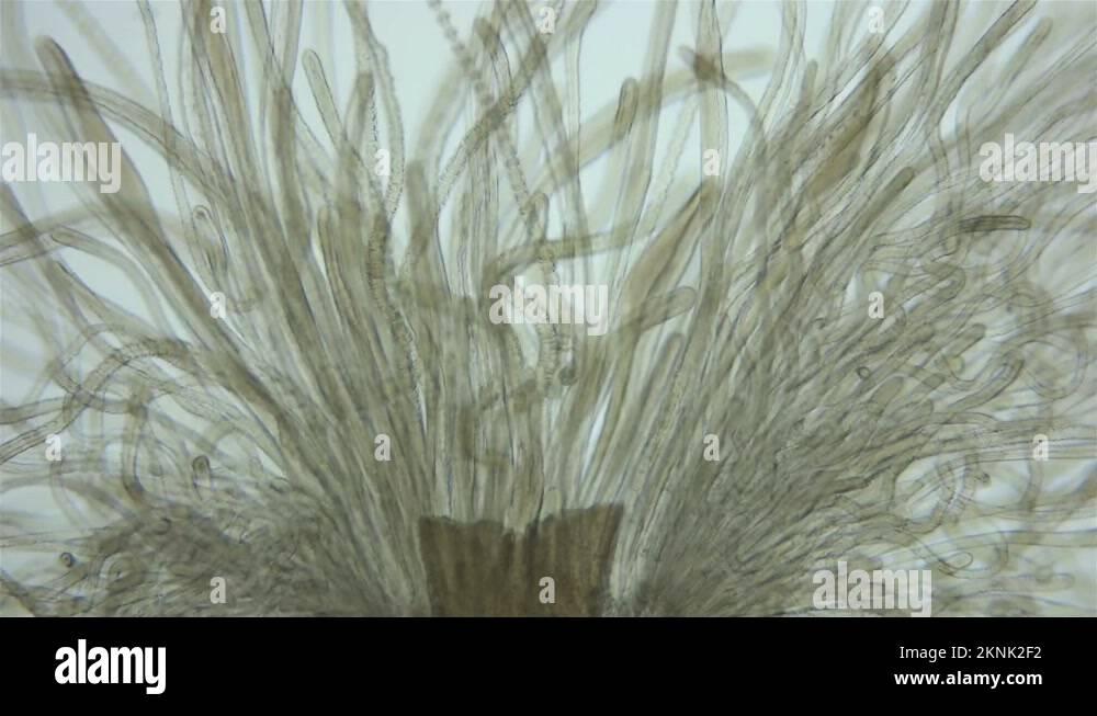 Worm Polychaeta of family Terebellidae under the microscope, phylum ...