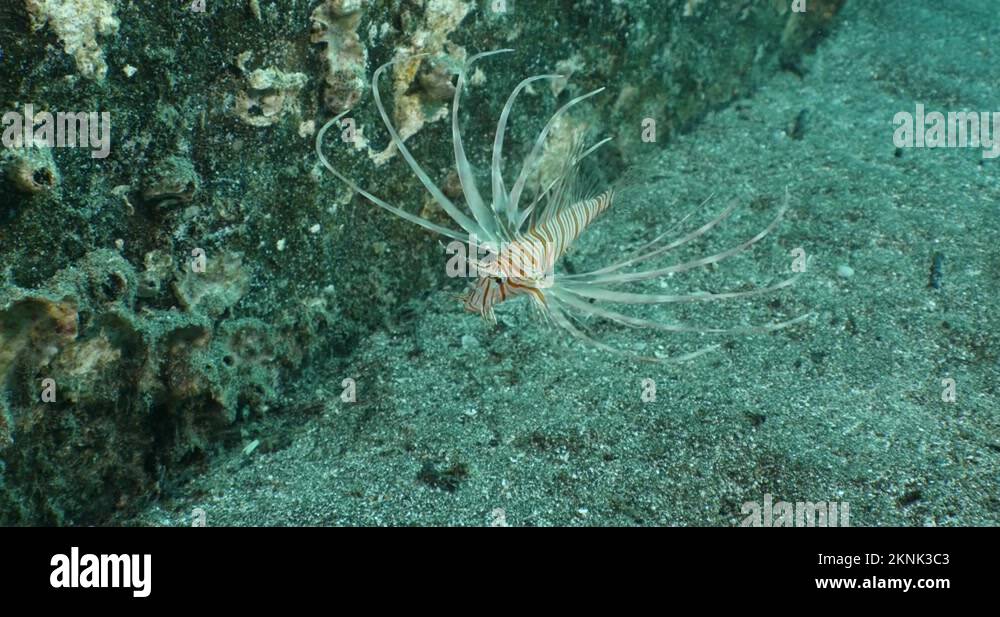 lıonfish scenery from mediterranean sea invasive fish from red sea ...
