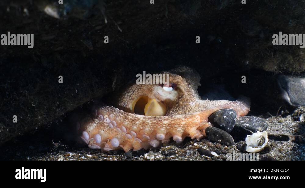 octopus underwater breathing gills and shrimp animal behaviour ocean ...
