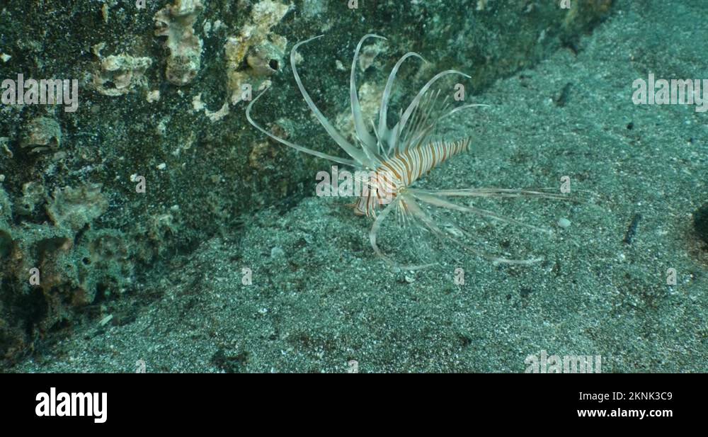 lıonfish scenery from mediterranean sea invasive fish from red sea ...