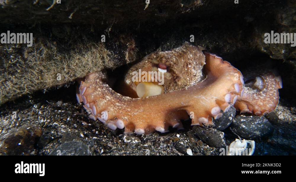 octopus underwater breathing gills and shrimp animal behaviour ocean ...
