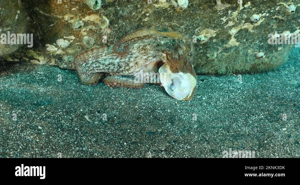 Octopus underwater scenery Stock Videos & Footage - HD and 4K Video ...