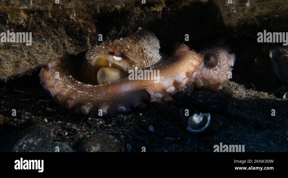 octopus underwater breathing gills and shrimp animal behaviour ocean ...