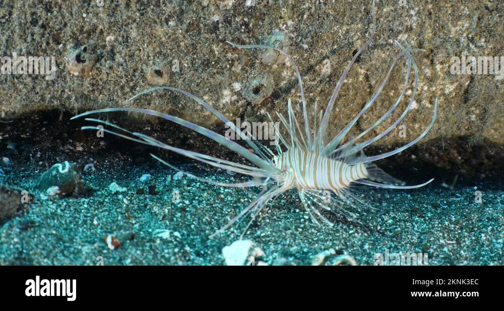 lıonfish scenery from mediterranean sea invasive fish from red sea ...