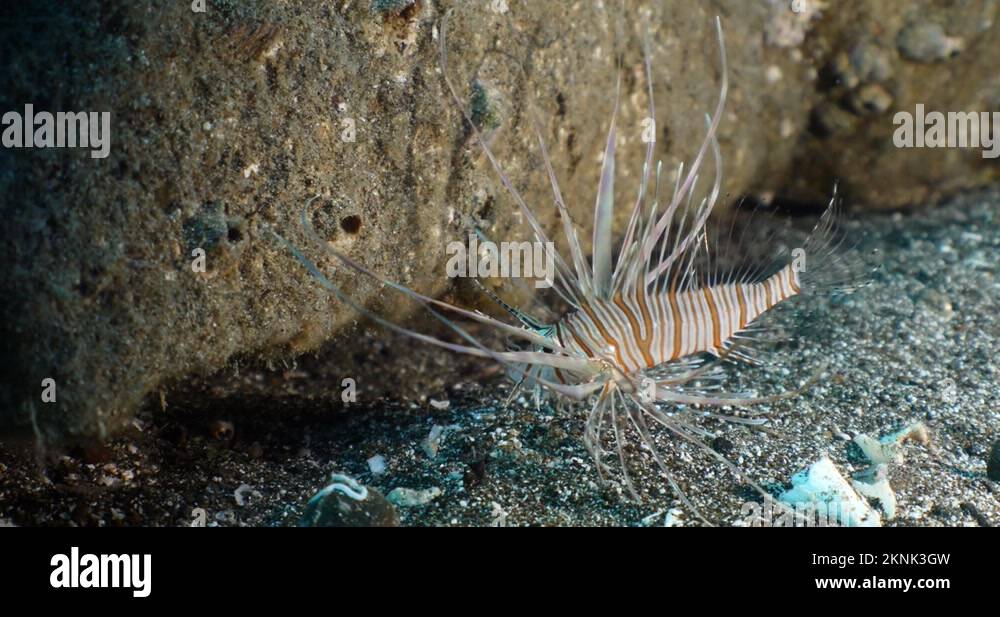 lıonfish scenery from mediterranean sea invasive fish from red sea ...
