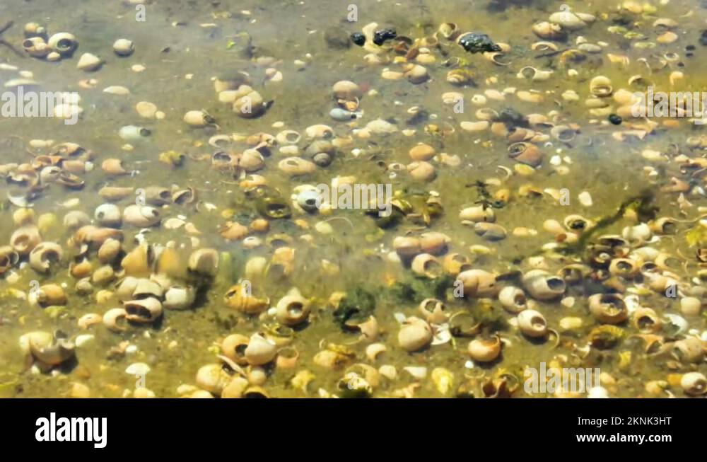 Freshwater shells Stock Videos & Footage - HD and 4K Video Clips - Alamy