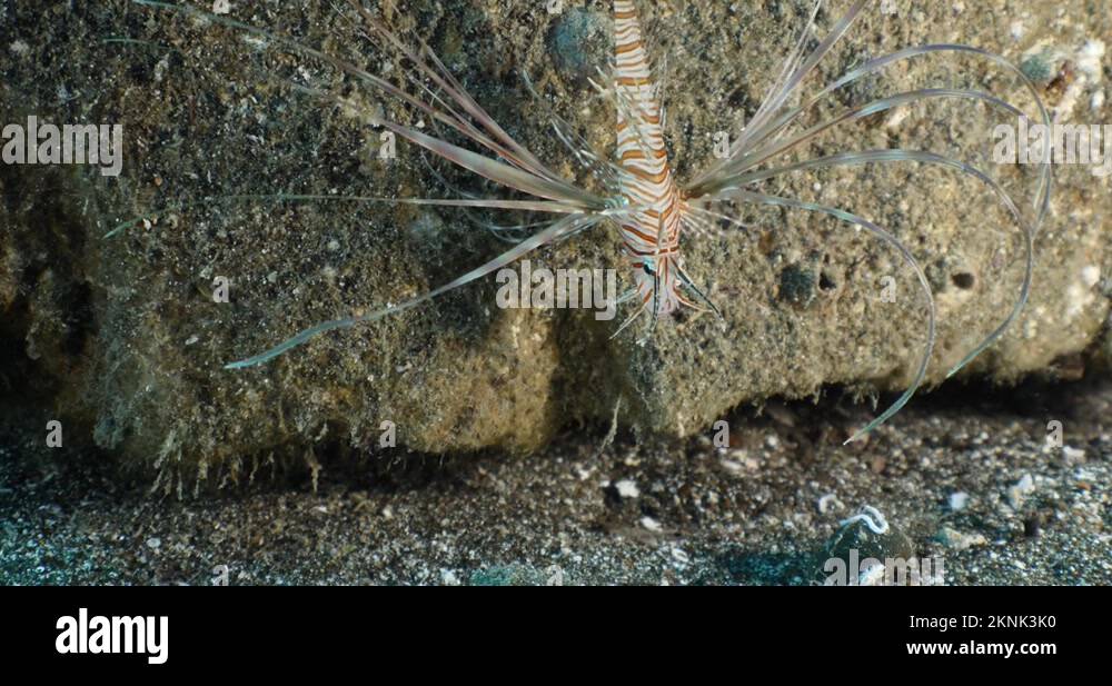 lıonfish scenery from mediterranean sea invasive fish from red sea ...