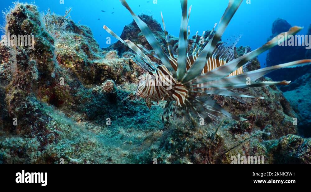 lıonfish scenery from mediterranean sea invasive fish from red sea ...