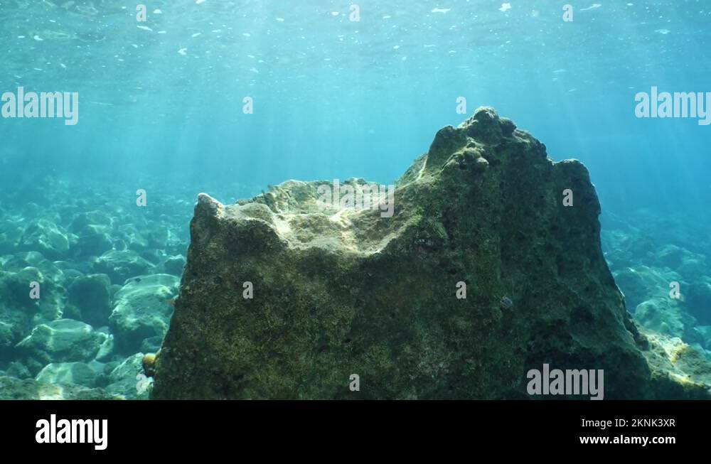 Dusky spinefoot siganus luridus Stock Videos & Footage - HD and 4K ...