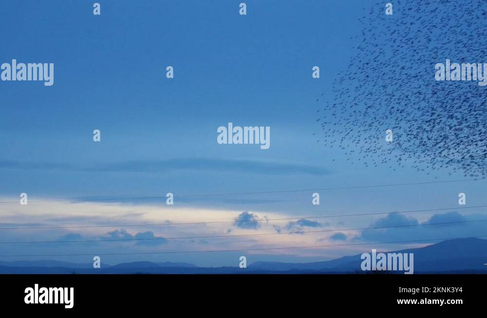 Starling murmurations with sparrowhawk attacking the flock from below ...