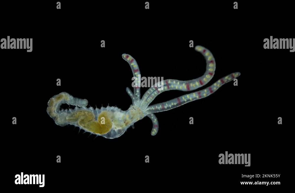 Worm Polychaeta of family Terebellidae under the microscope, phylum ...