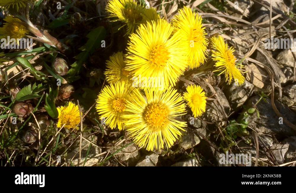 Star anemone Stock Videos & Footage - HD and 4K Video Clips - Alamy