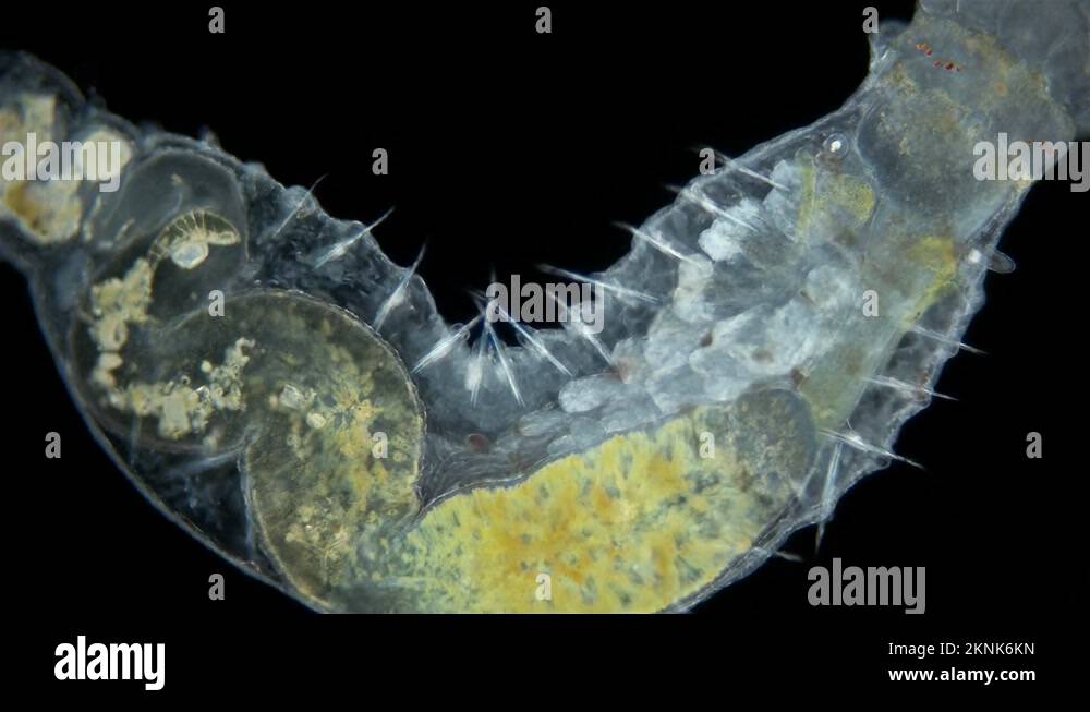 Worm Polychaeta of family Terebellidae under the microscope, phylum ...