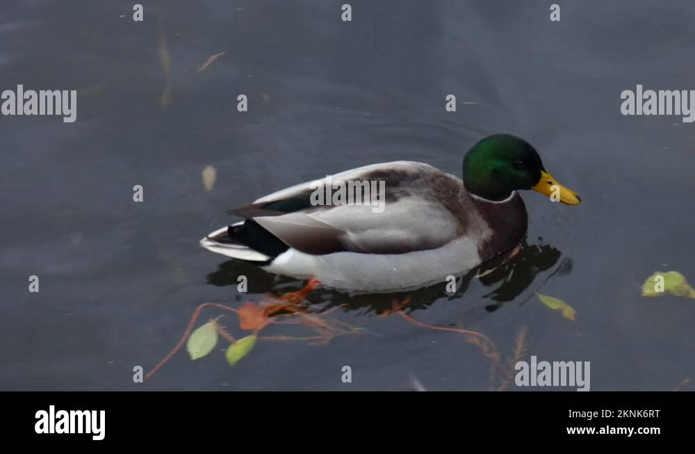 Mallard duck in a lake Stock Videos & Footage - HD and 4K Video Clips ...