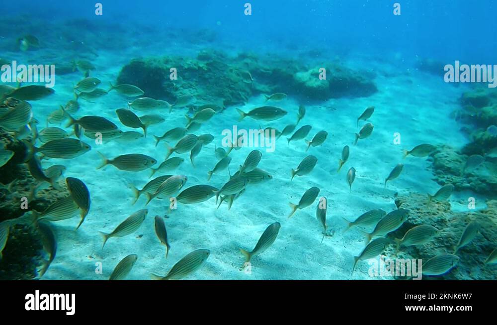 Boga fish Stock Videos & Footage - HD and 4K Video Clips - Alamy