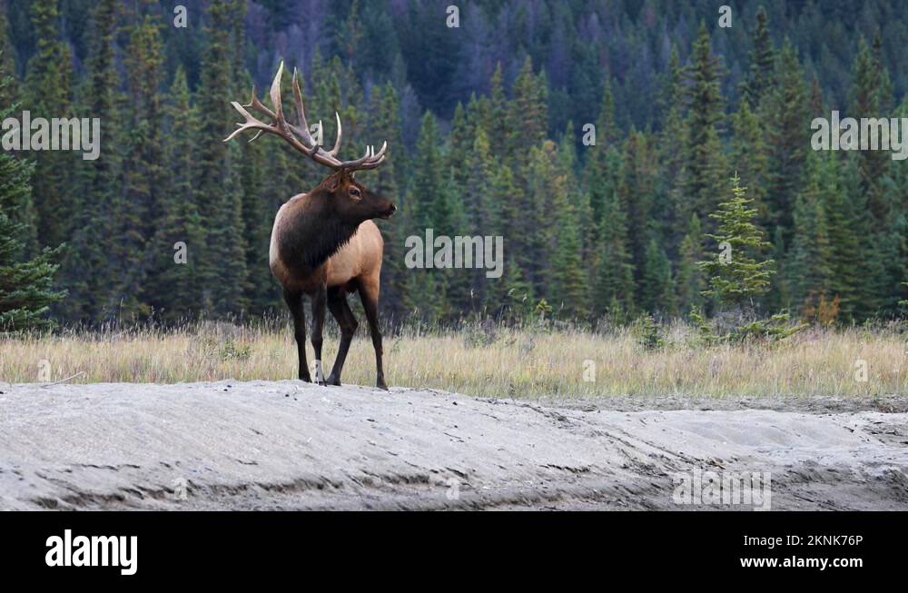 Regal bull elk with big set of antlers bugling on river bank then walk ...