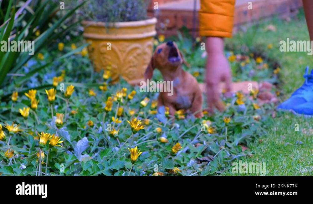 Human puppy play outdoor Stock Videos & Footage - HD and 4K Video Clips ...