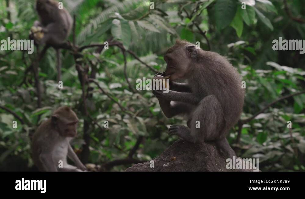Primates hands Stock Videos & Footage - HD and 4K Video Clips - Alamy