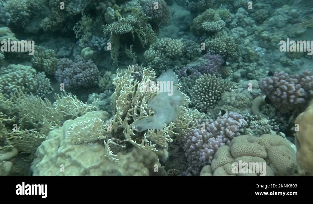 Plastic pollution - Plastic bags on the coral reef, with tropical fish ...