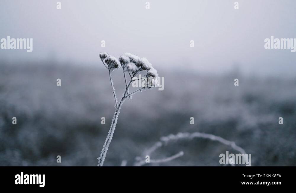 Plants cold frame Stock Videos & Footage - HD and 4K Video Clips - Alamy