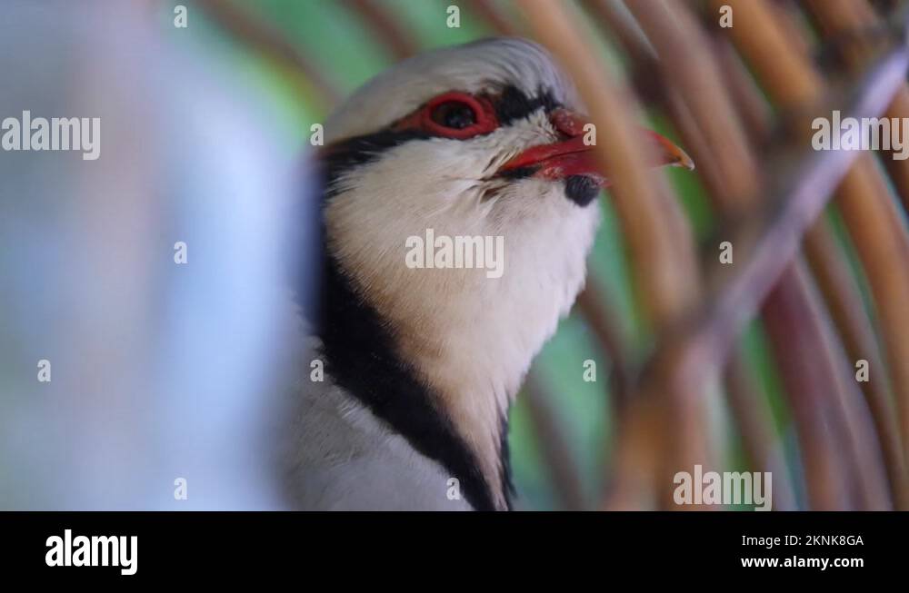 Wicker cage Stock Videos & Footage - HD and 4K Video Clips - Alamy