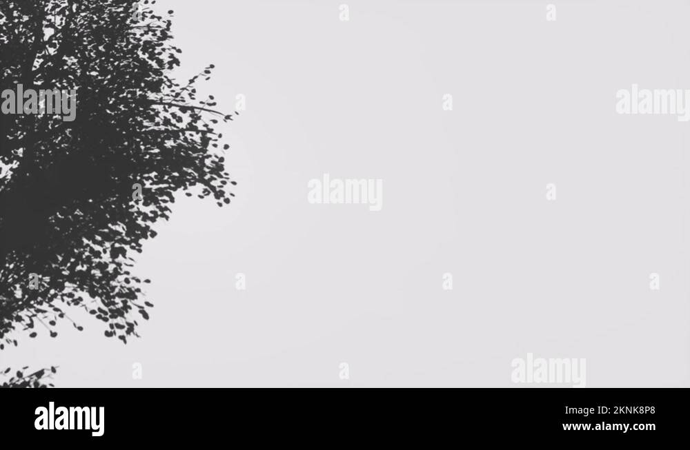 Blank tree Stock Videos & Footage - HD and 4K Video Clips - Alamy