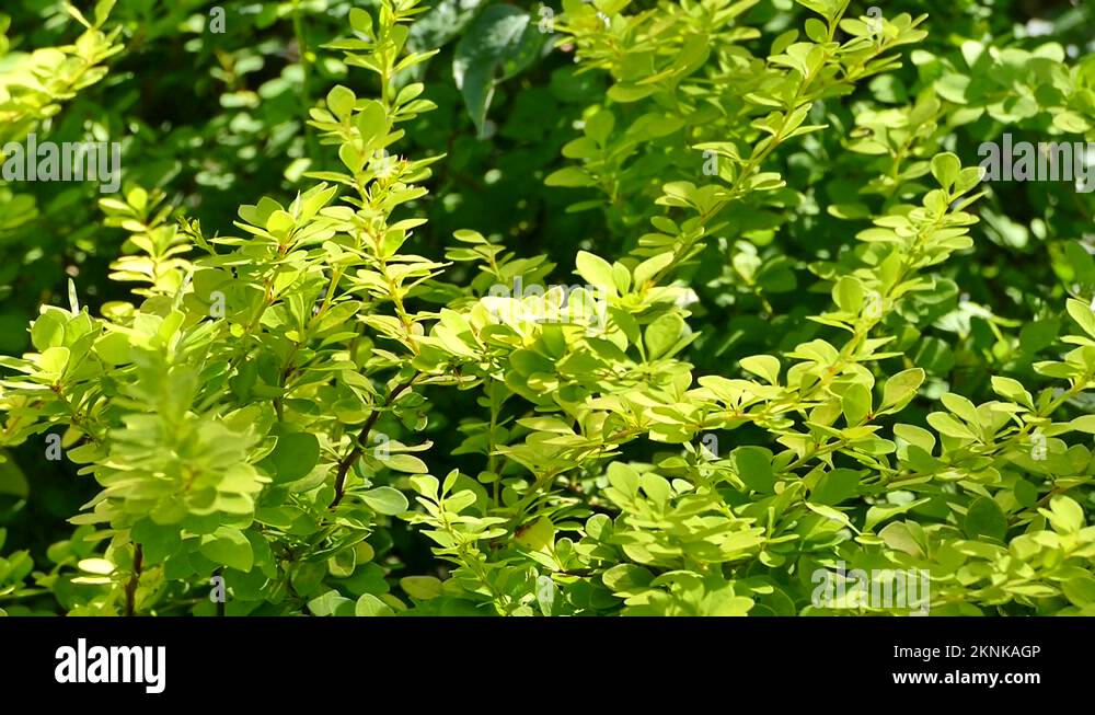 Japanese barberry bush in the garden - Berberis Thunbergii Aurea shrub ...