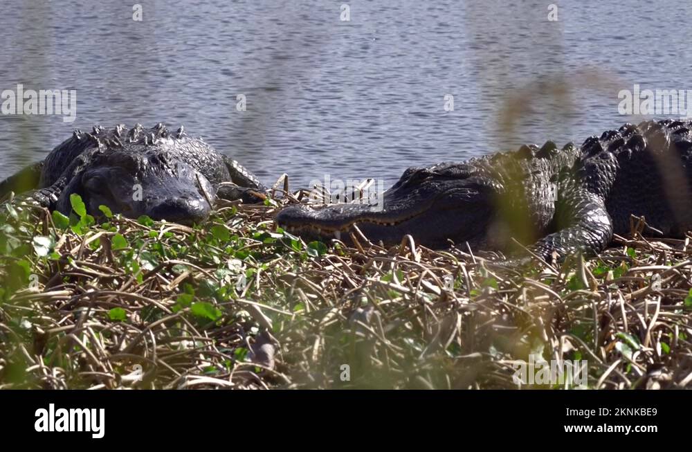 Florida alligators Stock Videos & Footage - HD and 4K Video Clips - Alamy