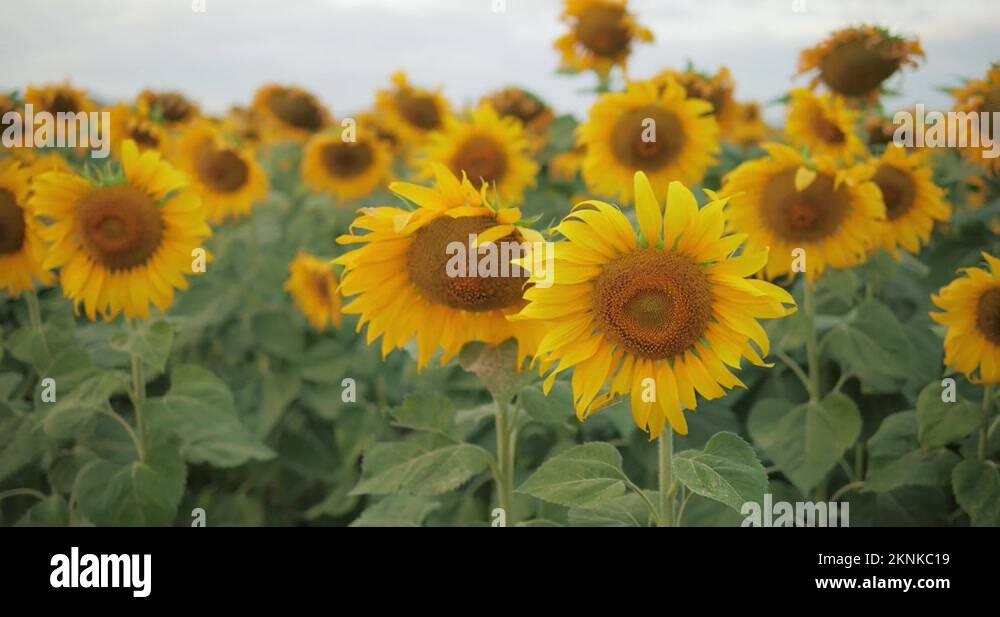 Sunflower blowing in wind yellow Stock Videos & Footage - HD and 4K ...