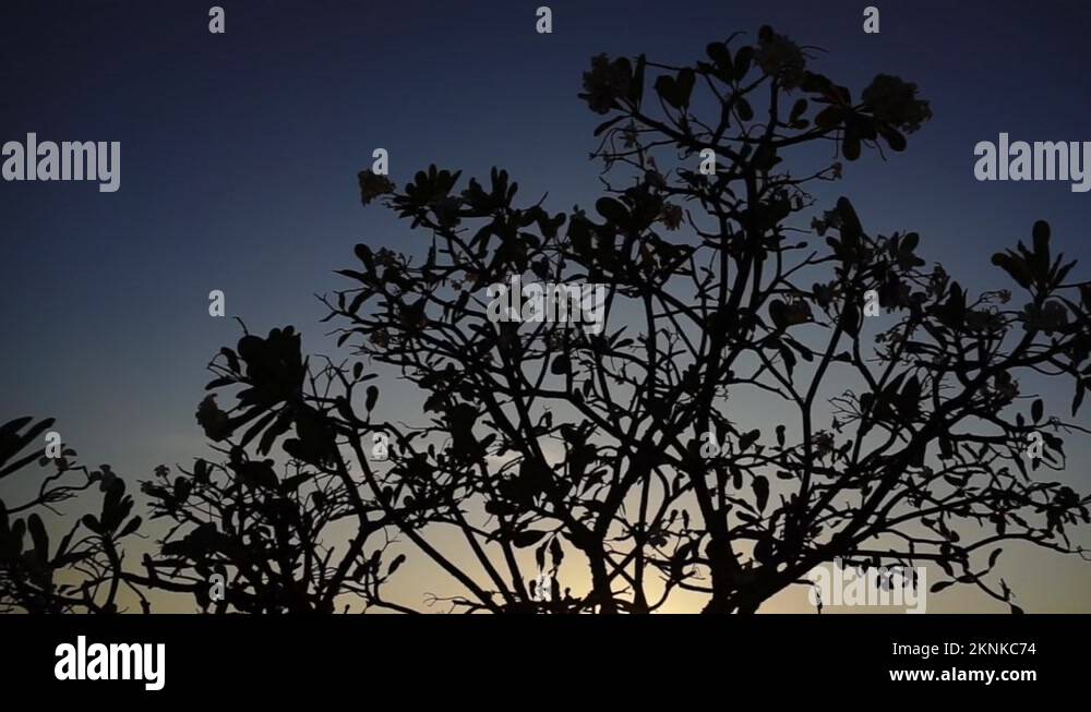 Twilight tree Stock Videos & Footage - HD and 4K Video Clips - Alamy