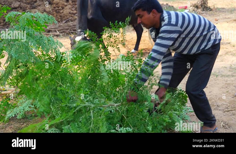 Indian moringa tree Stock Videos & Footage - HD and 4K Video Clips - Alamy