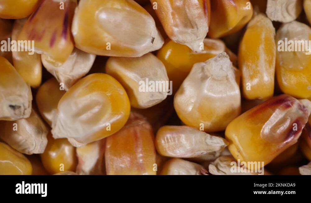 Kernels maize Stock Videos & Footage - HD and 4K Video Clips - Alamy