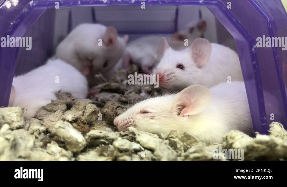 Busy animal mouse Stock Videos & Footage - HD and 4K Video Clips - Alamy