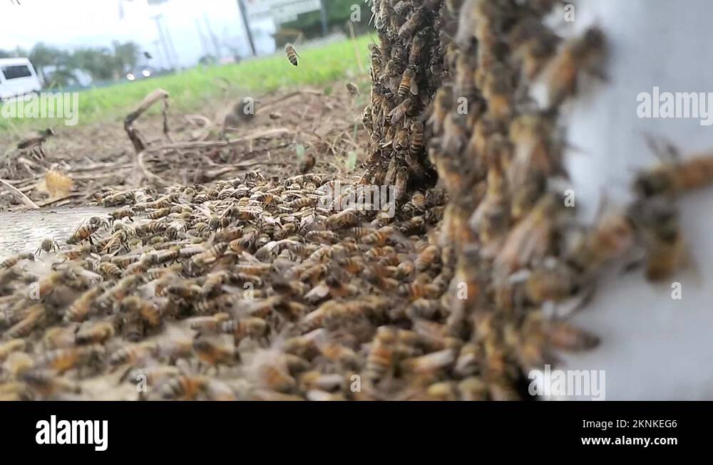 A Small Swarm Of Honey Bees Buzzing And Moving Into A New Hive Box Near
