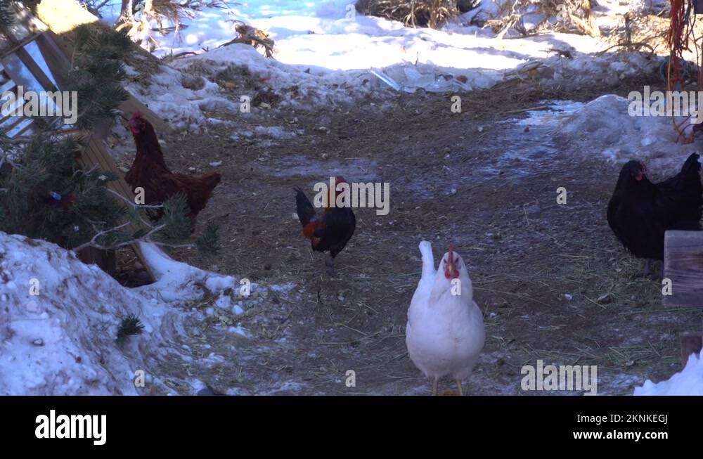 Rooster and pecking hens Stock Videos & Footage - HD and 4K Video Clips ...