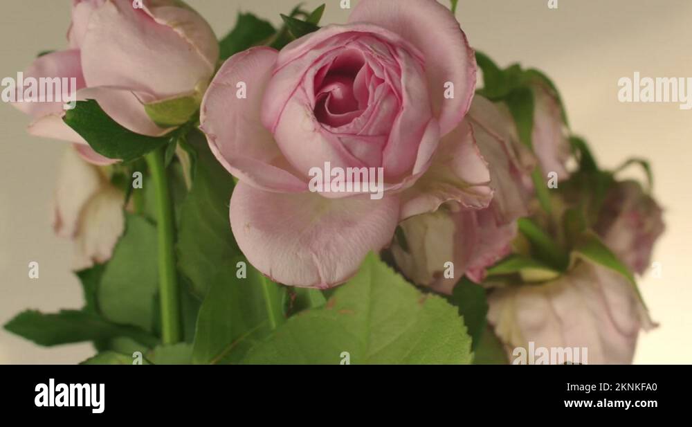 Vase with pink roses, half of flowers withered, rotating. Close up ...