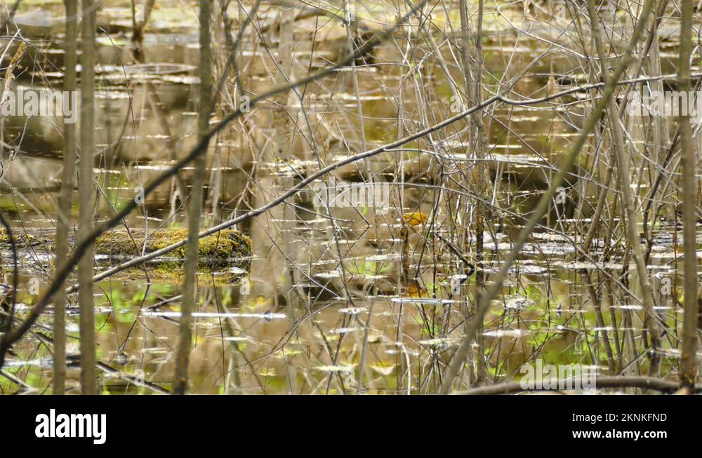 Petechia Stock Videos & Footage - HD and 4K Video Clips - Alamy