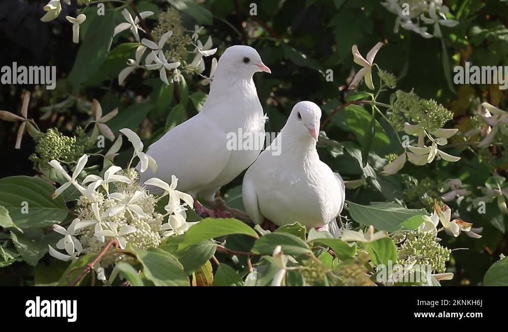 Two white doves with love. Valentine and Sweetest day concept. Couple ...
