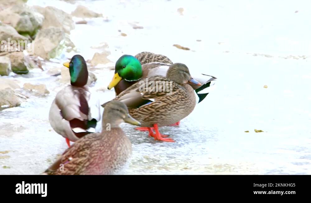 Quacking mallards Stock Videos & Footage - HD and 4K Video Clips - Alamy