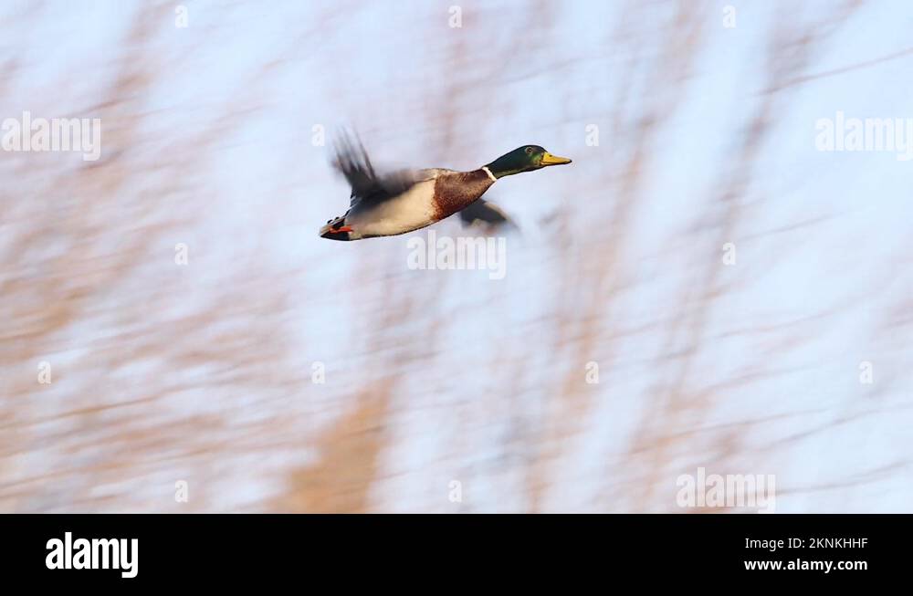Mallard drake duck flying Stock Videos & Footage - HD and 4K Video ...