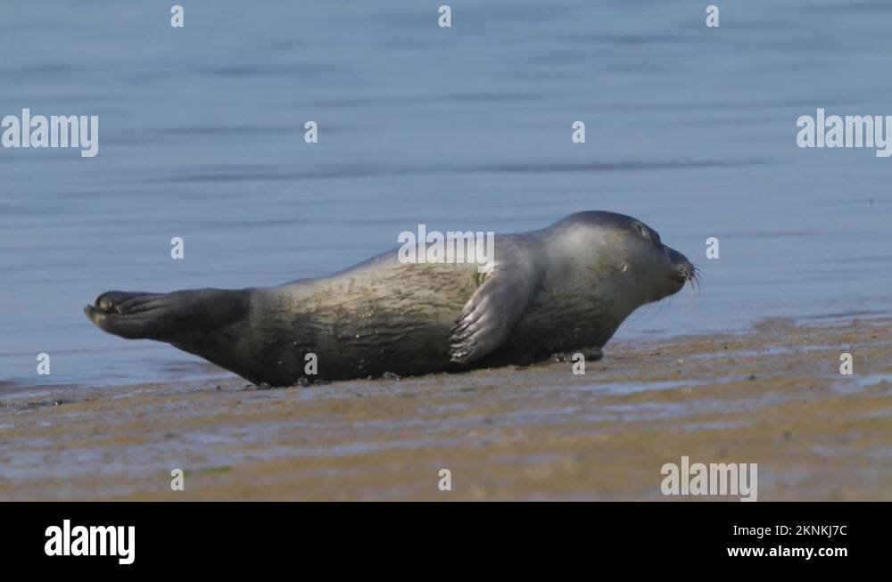 Cute common seal moving the body and looking around while waves crash ...