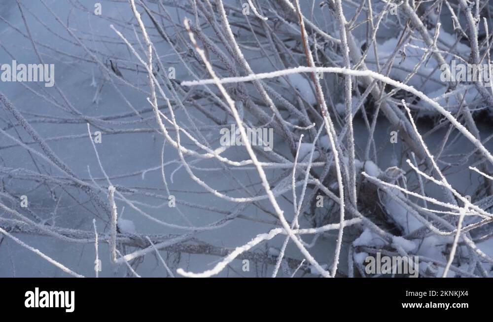 Bushes frozen Stock Videos & Footage - HD and 4K Video Clips - Alamy